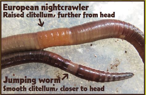 June Species Spotlight Asian Jumping Worm And Red Backed Salamander