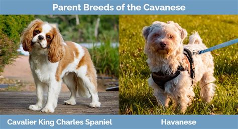 Cavanese Cavalier King Charles Spaniel And Havanese Mix Pictures Info