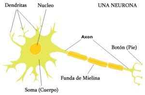 Concepto de neurona Definición en DeConceptos