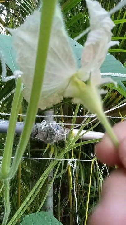 Pollinate Cucuzza Rgarden