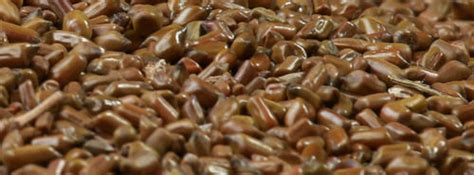 Cassia Tora Seed At Best Price In Amravati Maharashtra Rama Associates