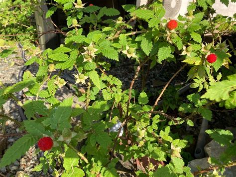 ラズベリー摘み 高麗森家族旅