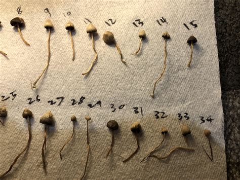 Lib Id Request 4 Is The Most Suspicious To My Amateur Eye Rsemilanceata