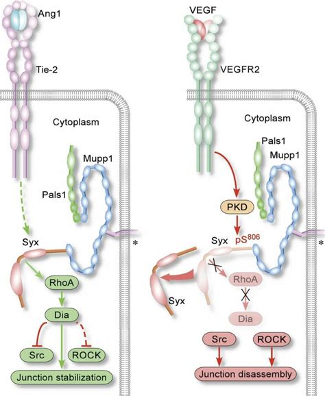 Schematic Diagram Of Syx Action At Endothelial Junctions Left Syx Is