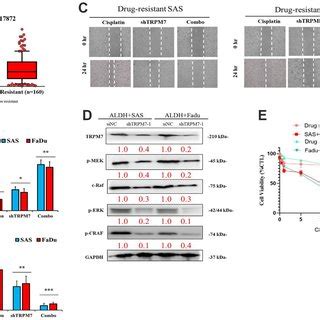 Combination Of Anti TRPM7 ShRNA And Cisplatin Enhances Cytotoxicity In