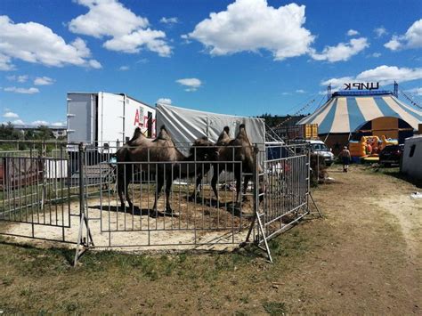 Циркчид амьтдаа аврахаар таксины жолооч болжээ