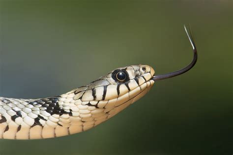 Difference Between Python And King Cobra Difference Between