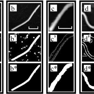 Segmentation Results A D Regional Images Cropped By Bounding