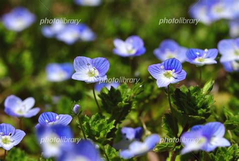 Photolibrary