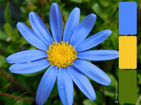 Daisy Colors Exploring The Vibrant Palette Of Natures Favorite Flower