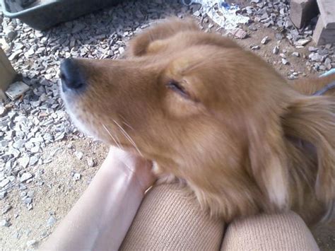 Doa Se Filhote Golden Retriever Mestico Vira Lata OFERTAS