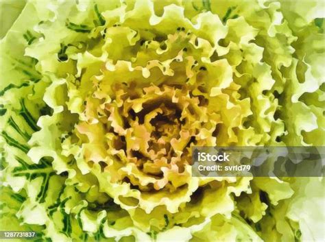 수채화 꽃 무늬 그림 장식 양배추의 클로즈업 위에서 보기 자연스러운 배경이나 질감 수채화 스타일의 디지털 아트워크 관상용 식물에 대한 스톡 사진 및 기타 이미지 Istock