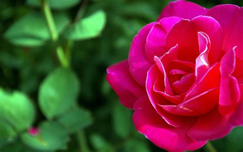 Animated Roses Wallpaper Rose Wallpapers