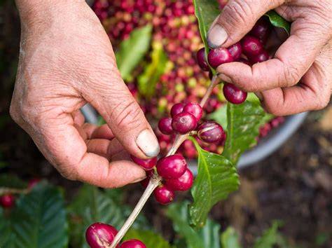 Guatemala Baja Verapaz Francisco Alonso Chiroy Lote Especial 1