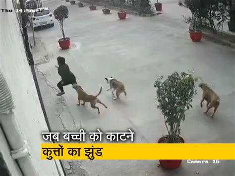Video 11 साल के मासूम पर पिटबुल डॉग ने किया हमला