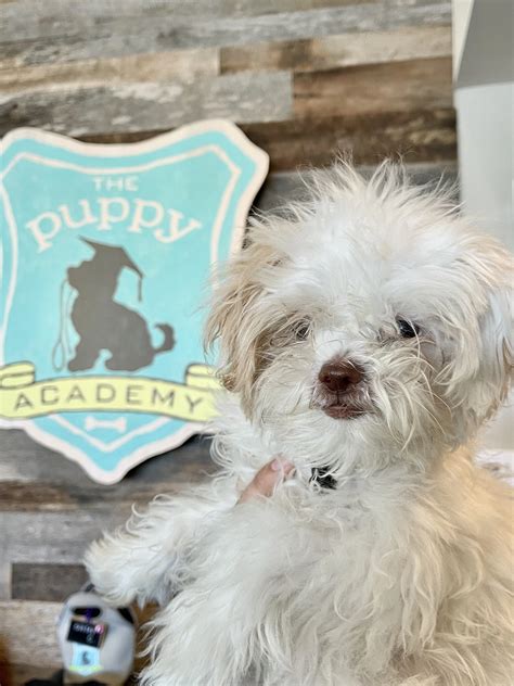 How Much Is It To Adopt A Puppy