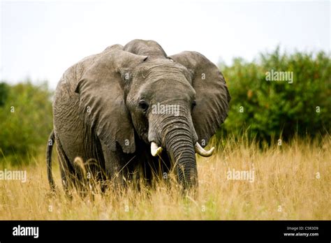 Wild African Elephant In Masai Mara Np Kenya East Africa During A
