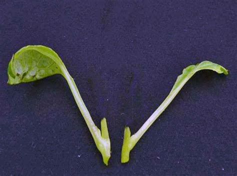 Propagating Nodal Cuttings