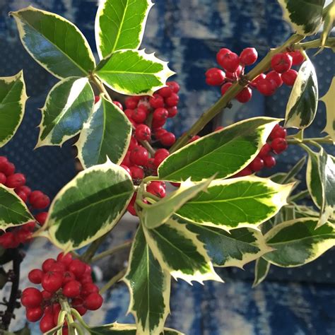 Ilex × Altaclerensis Belgica Aurea 花言葉，毒性，よくある質問 Picturethis