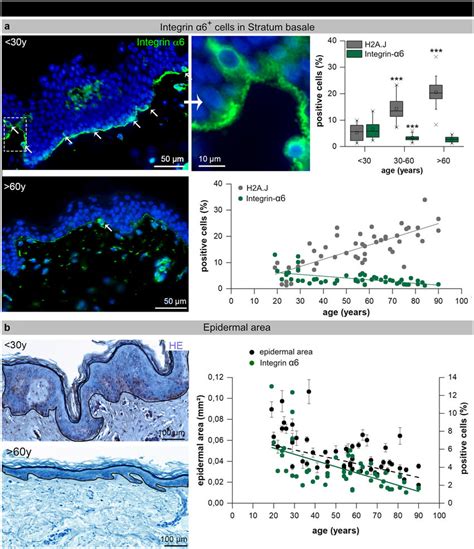 Epidermal Stem Cells And Epidermal Thickness During Human Skin Aging A Download Scientific