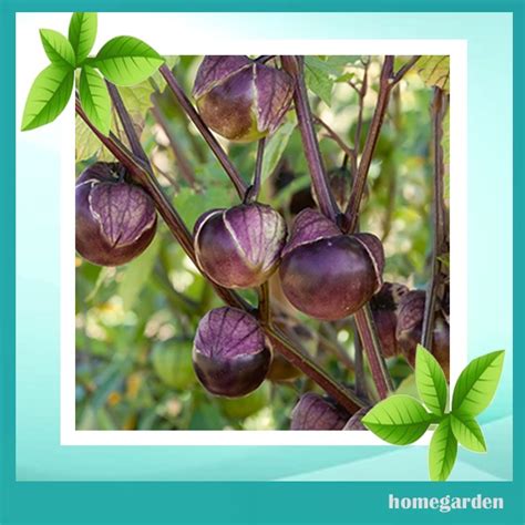 Jual Homegarden Benih Ciplukan Ungu Jumbo Bibit Buah Ciplukan Kualitas Tinggi Shopee Indonesia