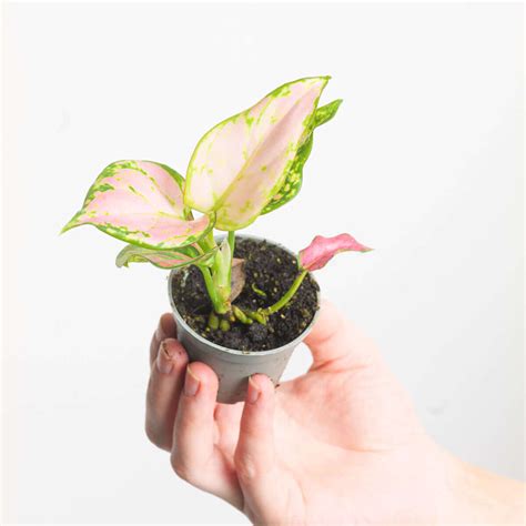 Aglaonema 'Silver Blue' – GROW TROPICALS