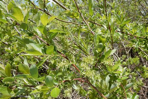 Willow Tree Types Identification
