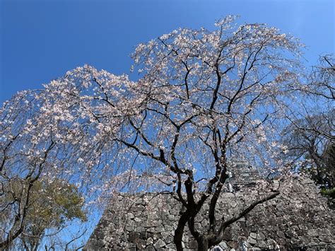 3月28日木曜日 放課後ブラブラ日記