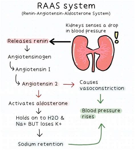Renin Angiotensin Aldosterone System Medizzy