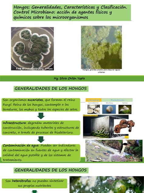 4 Hongos Y Control Microbiano Pdf Hongo Esterilización Microbiología