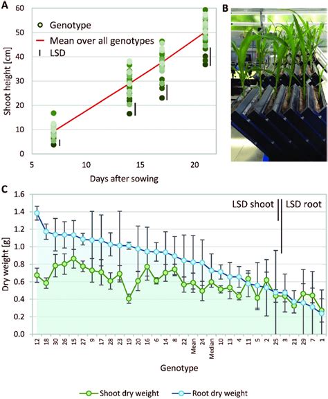 Variation In Growth Of 30 Sorghum Bicolor Genotypes Shoot Height Of 30 Download Scientific