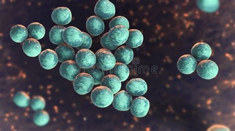 Staphylococcus Lugdunensis Bacteria 3d Illustration Stock Illustration Illustration Of