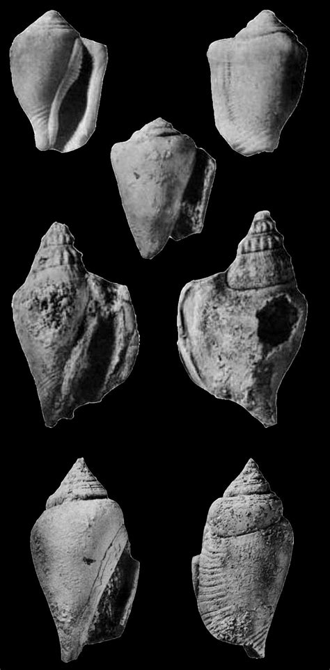 Gastropoda Stromboidea Geography Mariana Islands