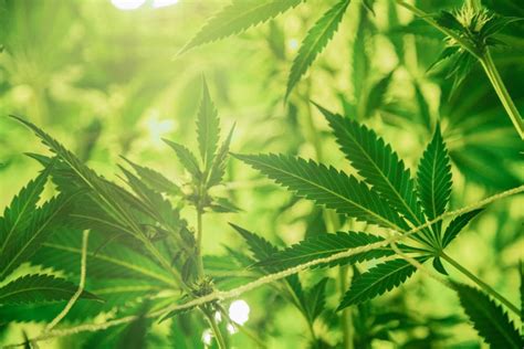 【臺灣調查網】全球民調／美國 不想被叫大麻煩！美民調稱 國人現多盼綠色經濟作物合法化