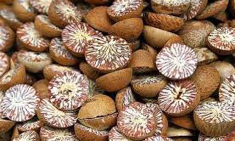 မြန်မာ အိန္ဒိယနယ်စပ်မှ ကွမ်းသီး တန် ၅၀ဝ ကျော်တင်ပို့ Documents Myanmar National Trade Portal