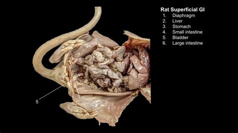 Rat Dissection Images