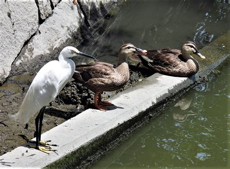 葛西臨海公園鳥類園の野鳥たち takechann2019のブログ