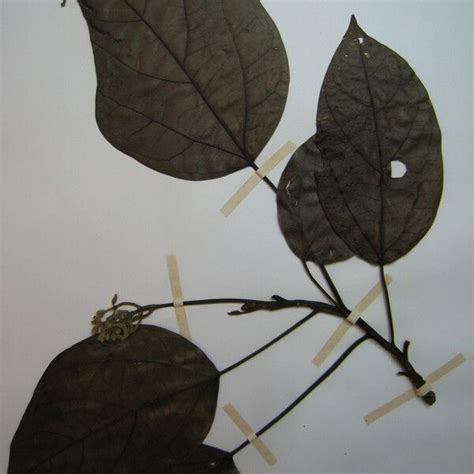 Mago Hernandia Guianensis Plant Care And How To Grow Water