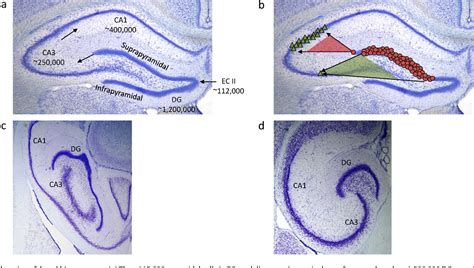 Dentate Gyrus Hippocampal
