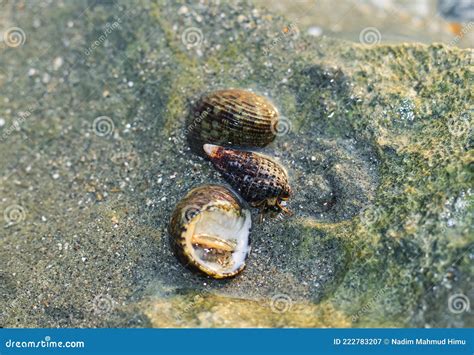 Rare Photography Alive Seashell Walking On The Rock Underwater Alive