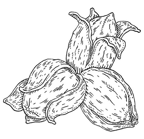 Premium Vector Pecan Tree Branch With Nuts Vector Vintage Engraving