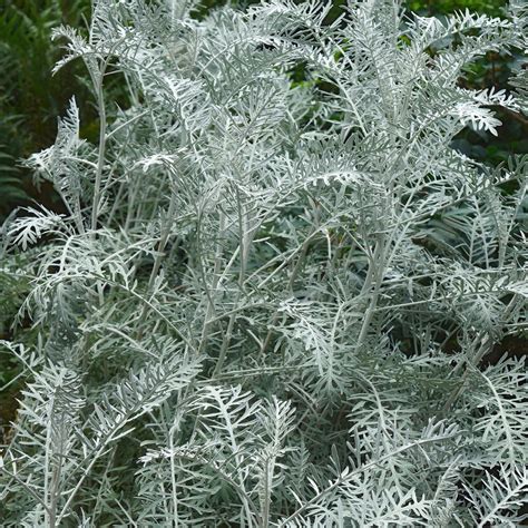 Buy Artemisia Powis Castle At Uk