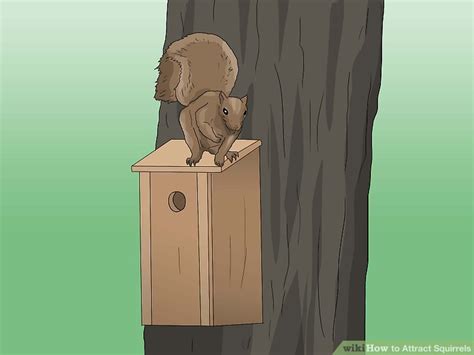 Ways To Attract Squirrels WikiHow