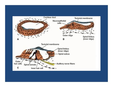 Development Of Earpdf Development Of The Ear The Ear Develops From