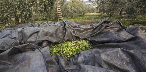 ΑΦΟΙ ΚΑΤΡΑΚΑΖΑ Α Ε ΕΛΑΙΟΥΡΓΙΚΕΣ ΕΠΙΧΕΙΡΗΣΕΙΣ