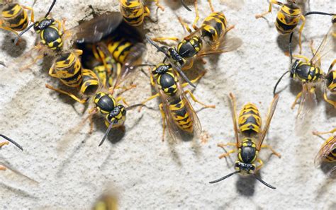 30 Types Of Wasps In Mississippi