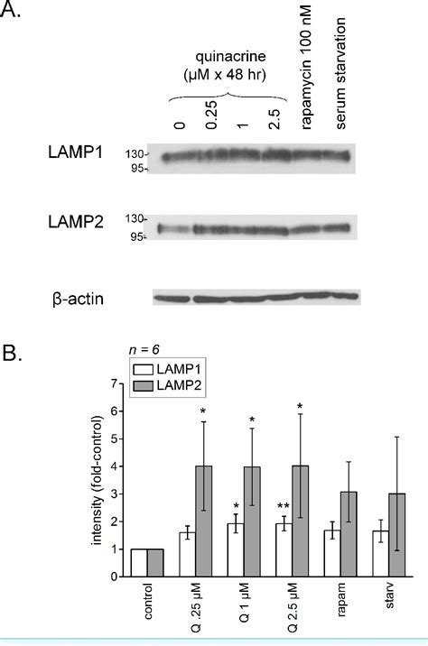 Figure 1 From Autophagic Flux Inhibition And Lysosomogenesis Ensuing
