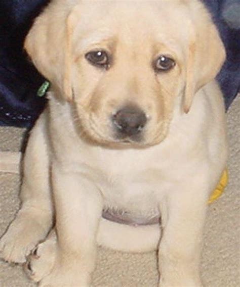 My Cute Chubby Lab Raww