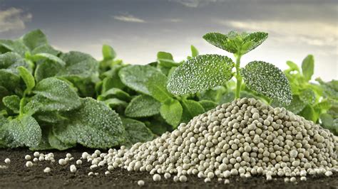 Differences Between Compost And Fertilizer And Their Effects