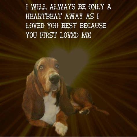 Basset Hound Quotes At Neal Sullivan Blog